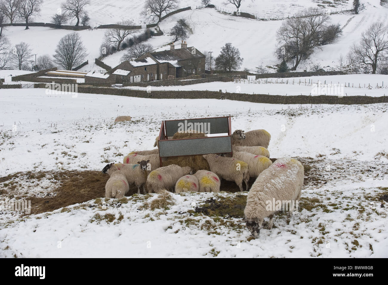 snow snow winter sheep domestic farm farms farming hoofed mammal ...