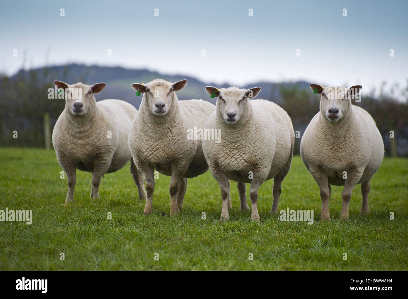 Charollais sheep hi-res stock photography and images - Alamy