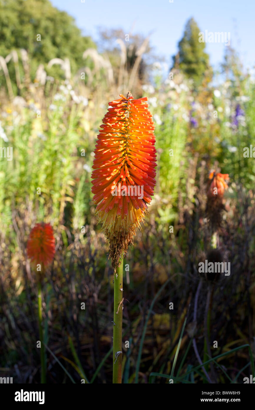 Red Hot Poker, Kniphofia Stock Photo - Alamy