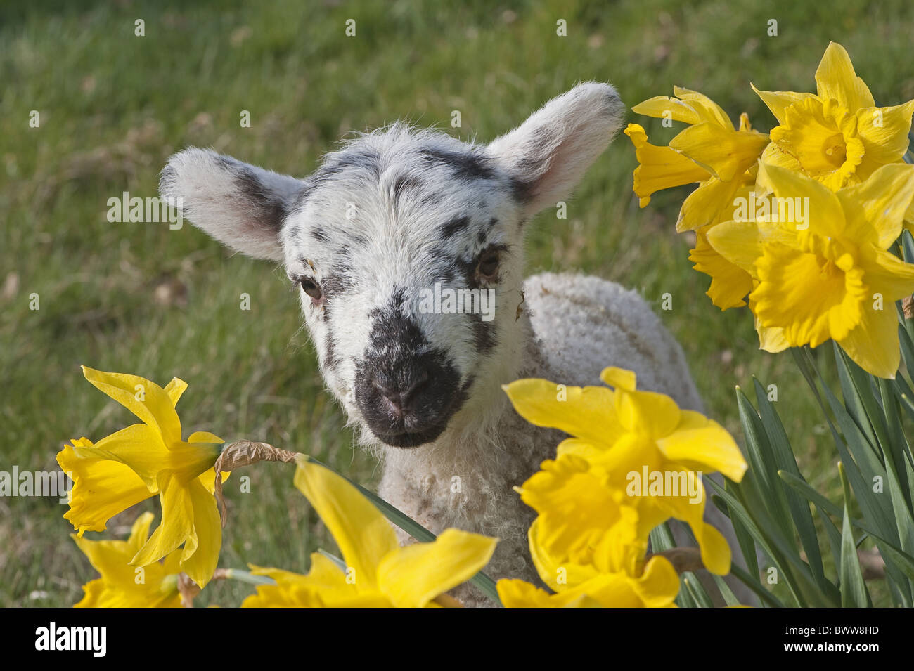Lambs with daffodils hi-res stock photography and images - Alamy