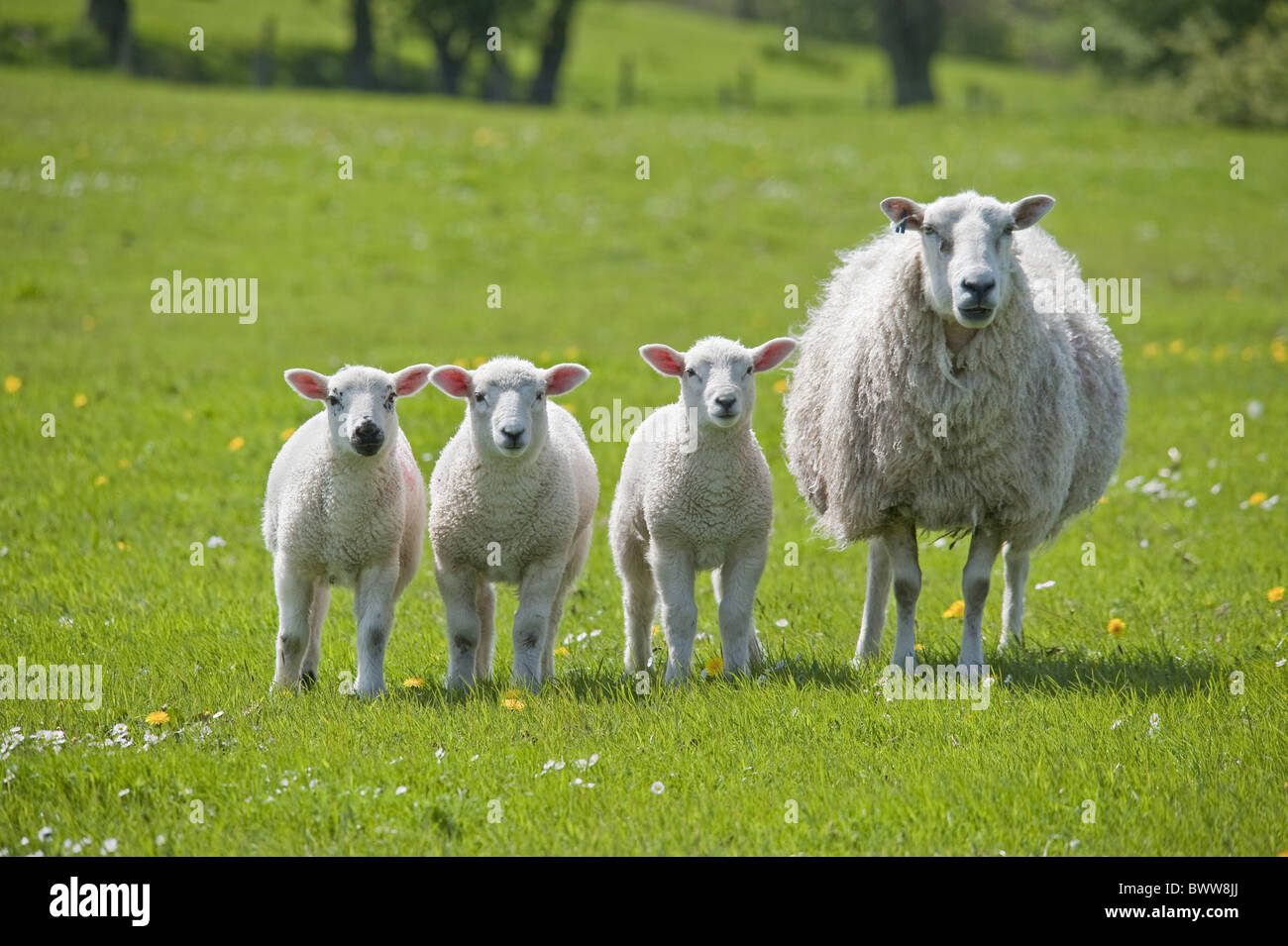 spring sheep domestic farm farms farming hoofed mammal mammals animal ...