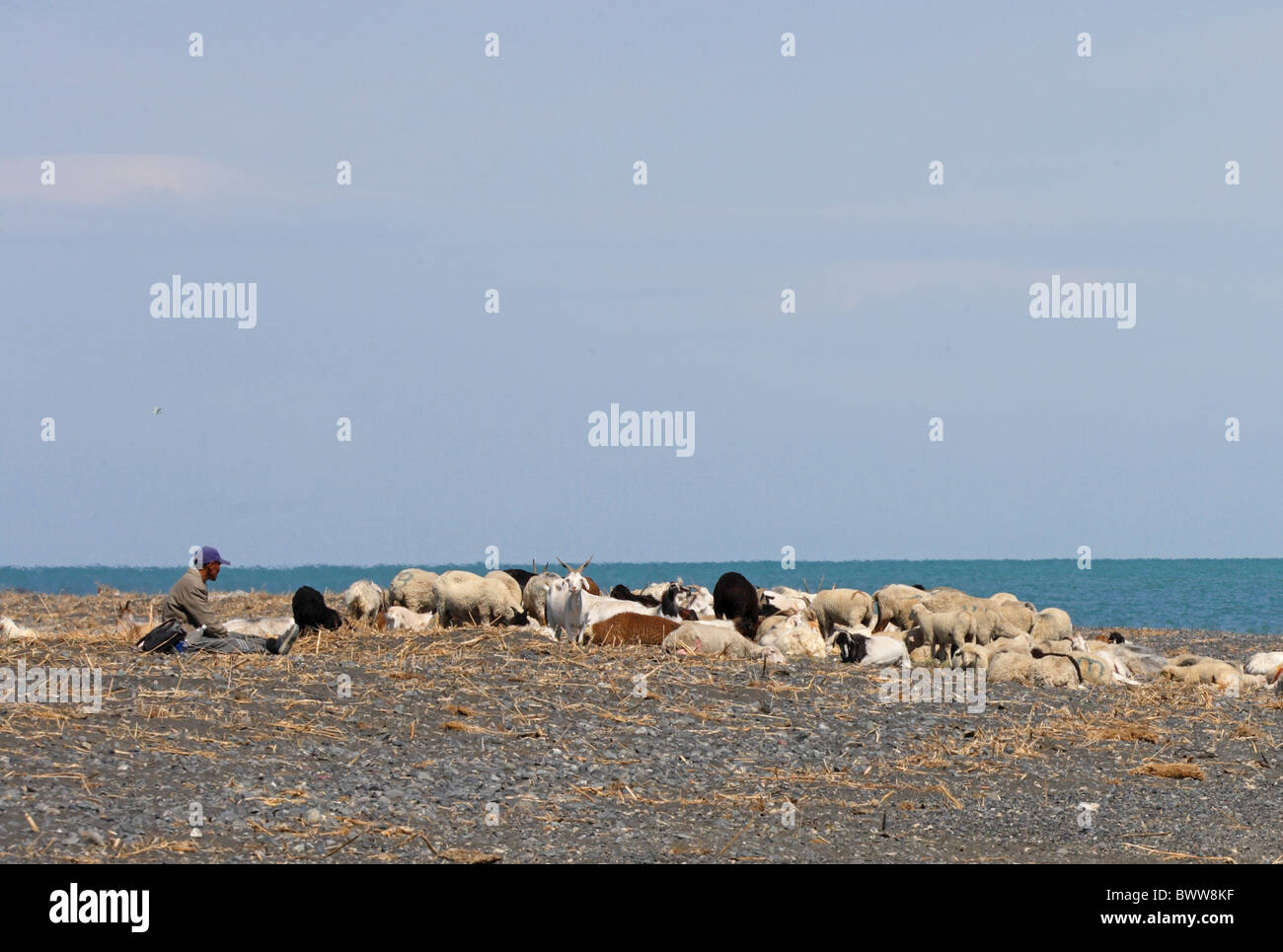 sheep domestic farm farms farming hoofed mammal mammals animal animals ...