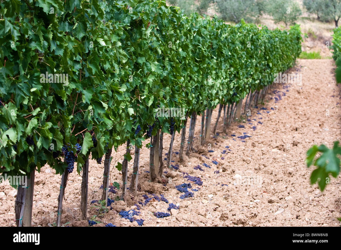 vineyard red wine Brunello di Montalcino Tuscany Italy. grow growing ...