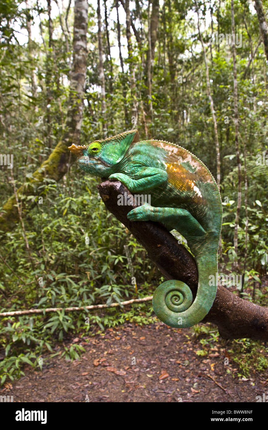 Male Parson's Chameleon Calumma parsonii Stock Photo - Alamy