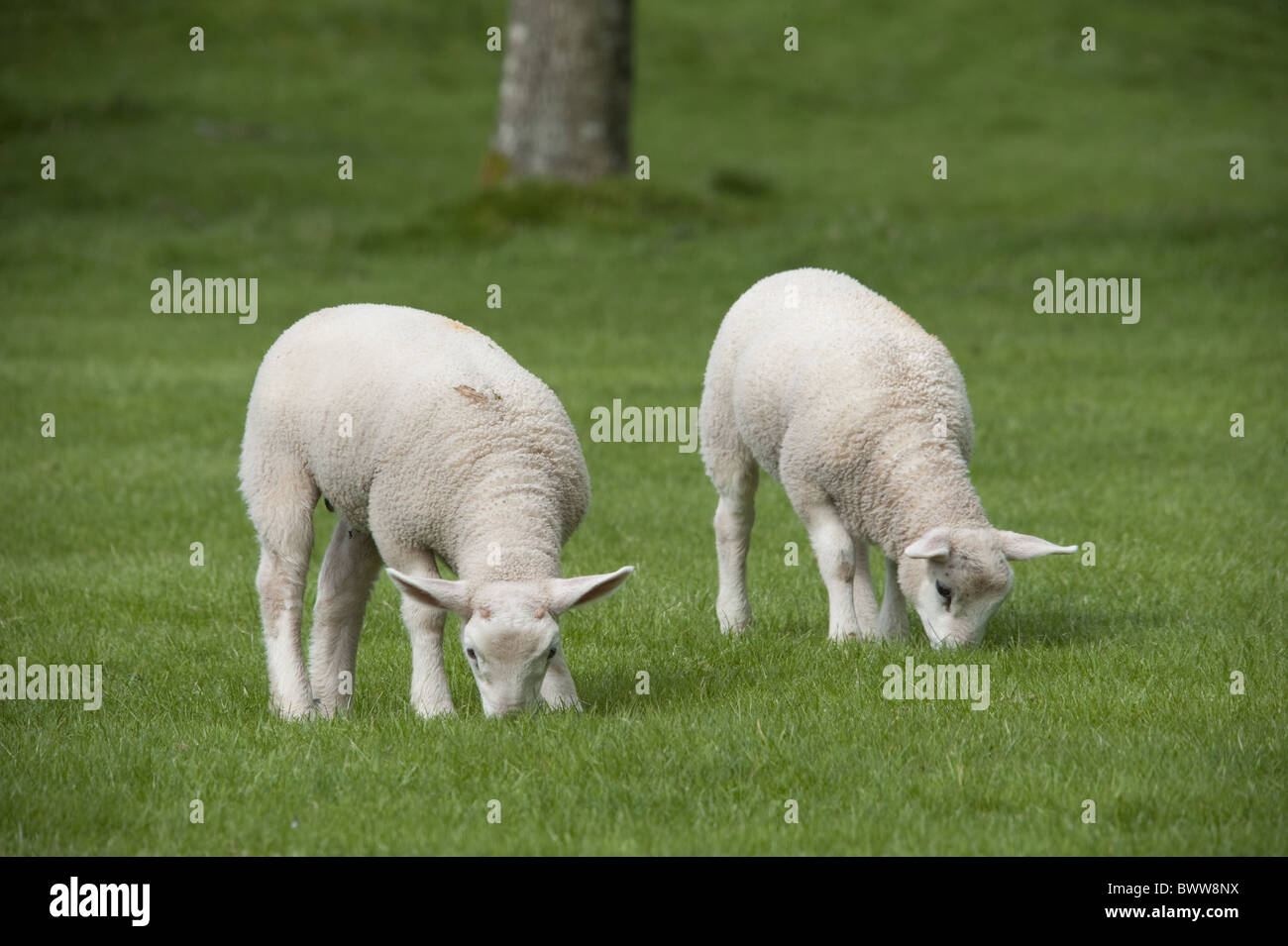 sheep domestic farm farms farming hoofed mammal mammals animal animals domesticated livestock ...