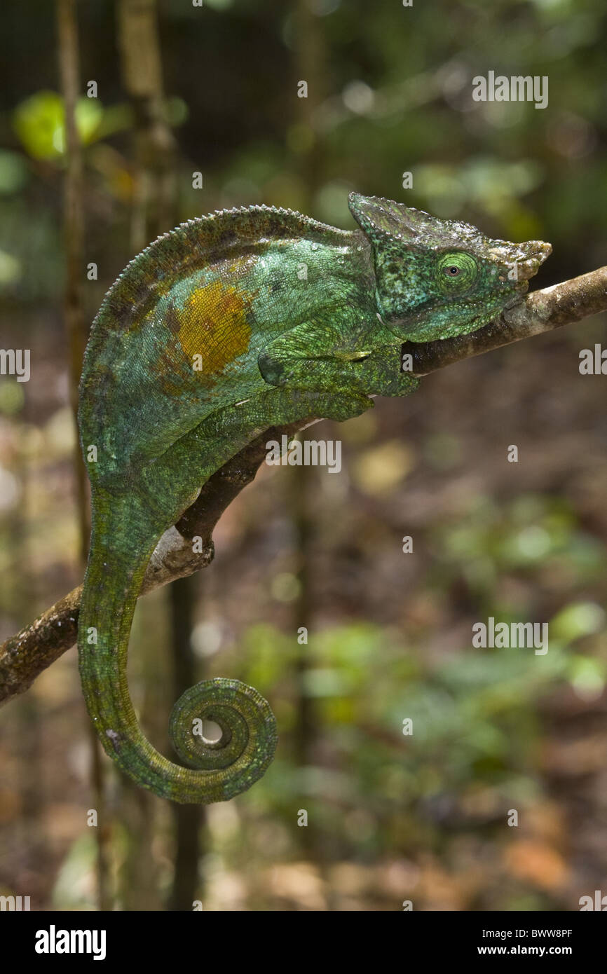 Parson's Chameleon - Madagascar Stock Photo - Alamy