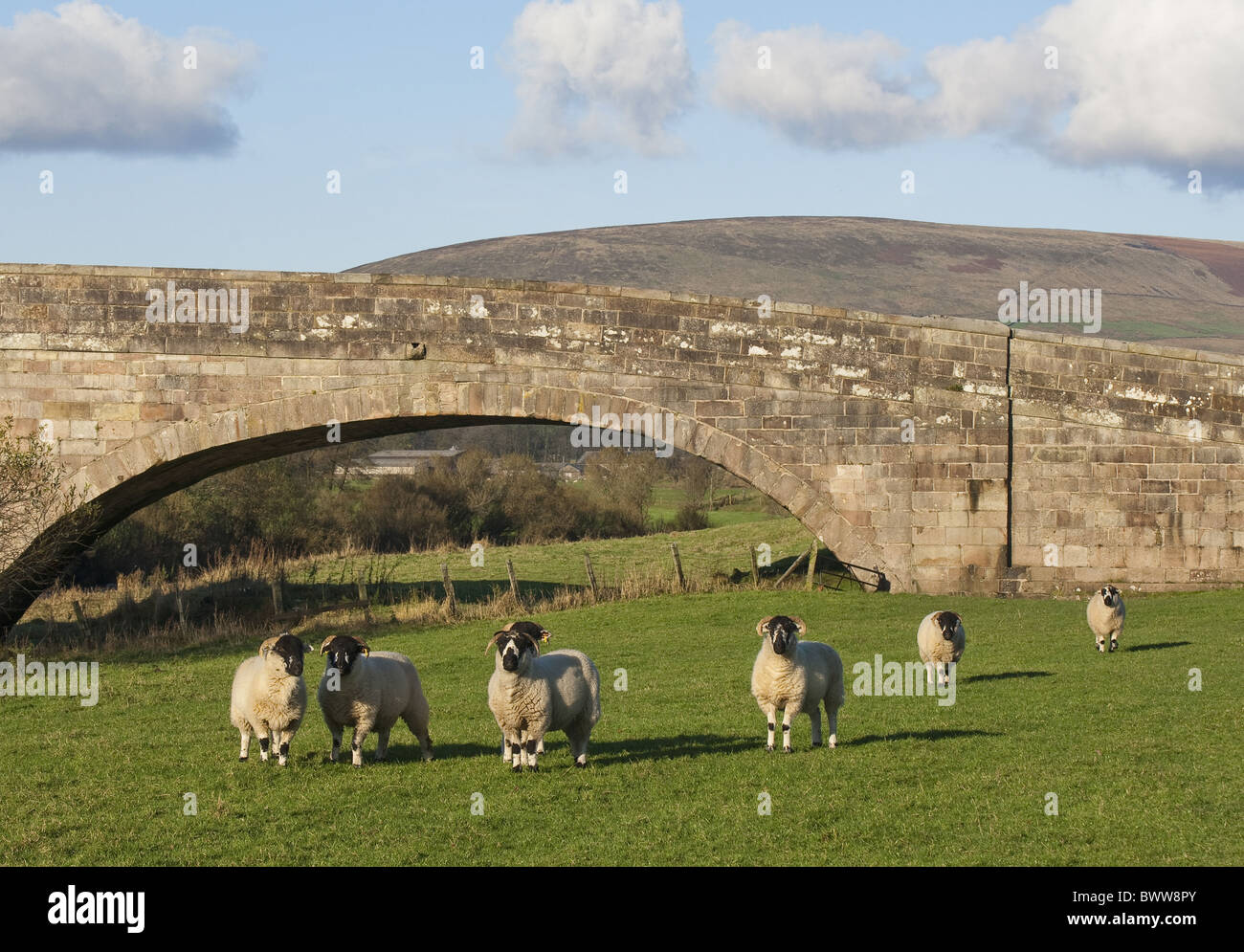 Lonk sheep hi-res stock photography and images - Alamy