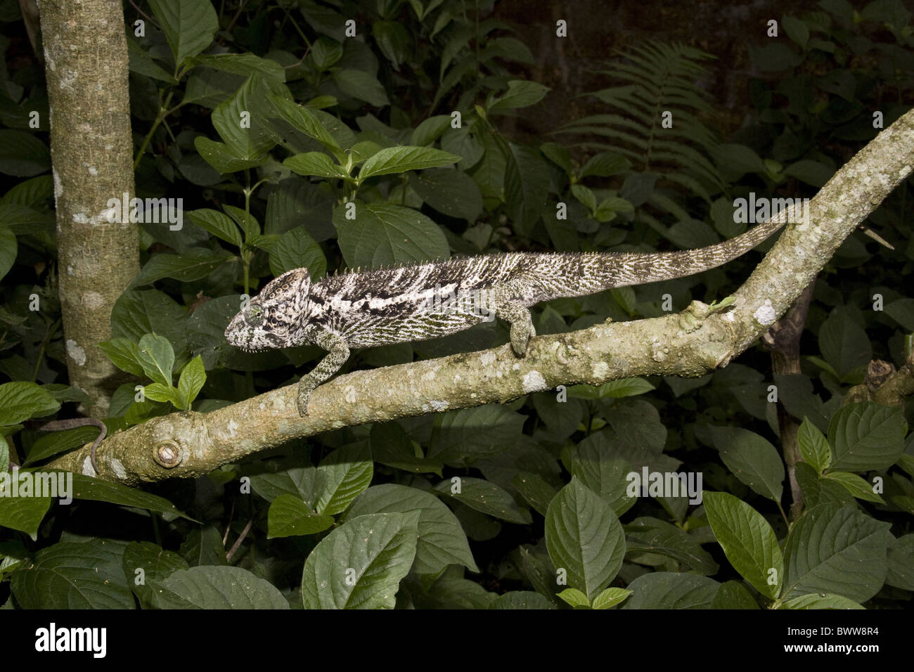 Spiny chameleon furcifer verrucosus hi-res stock photography and images ...