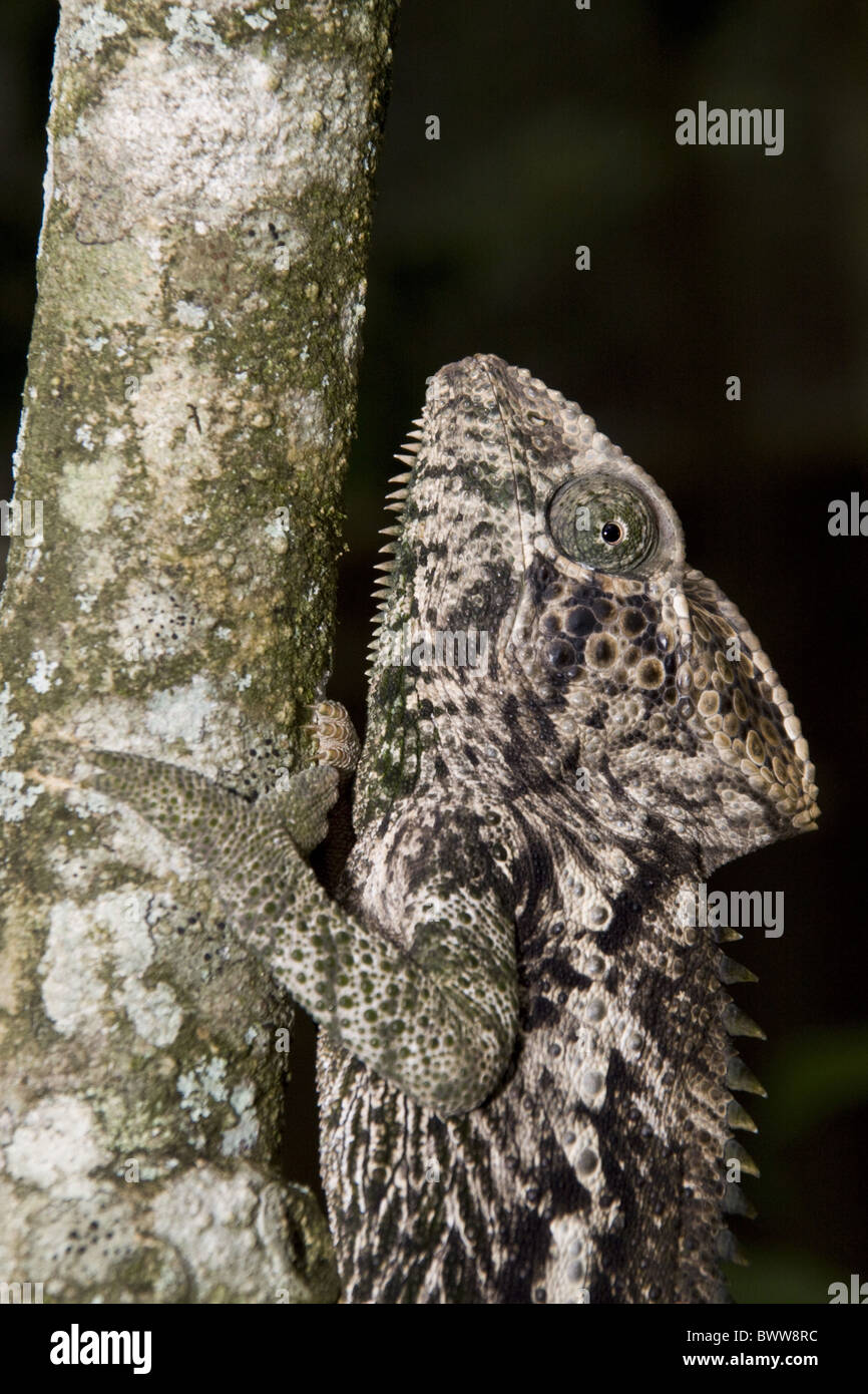 Warty or spiny backed Chameleon Furcifer Stock Photo - Alamy