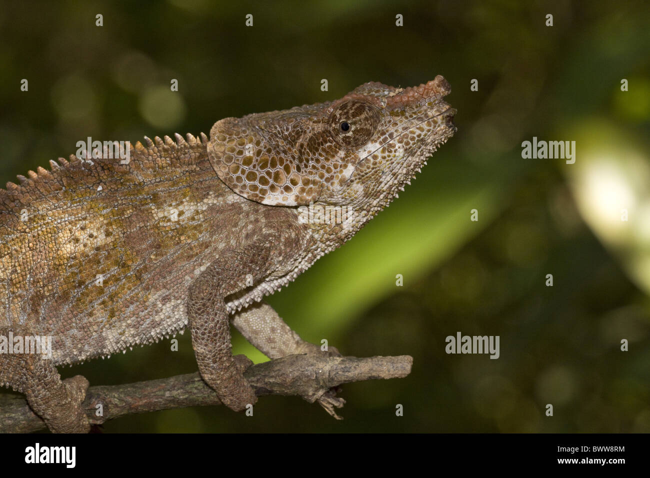 Short-horned Chameleon Calumma brevicorne Stock Photo - Alamy