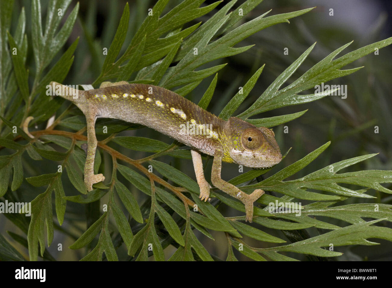 Spiny chameleon furcifer verrucosus hi-res stock photography and images ...