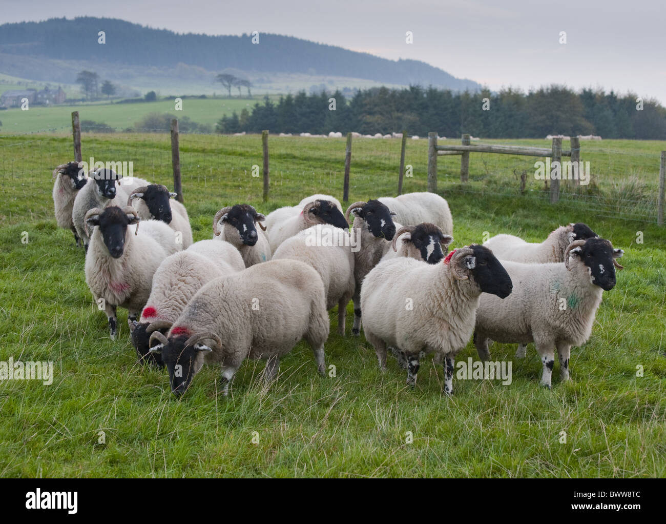 Bleasdale Brewer Lonk Parlick ewes sheep sheep domestic farm farms ...