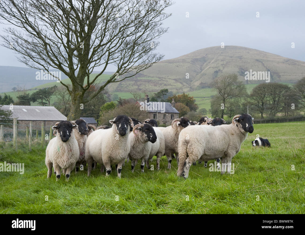 Bleasdale Brewer Lonk Parlick ewes sheep sheep domestic farm farms ...