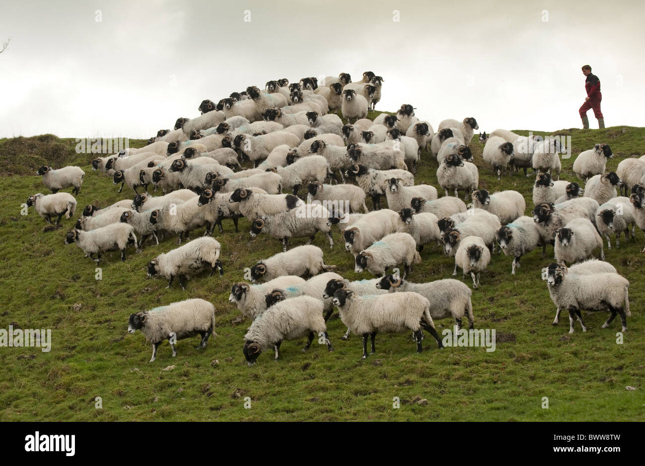 Lonk sheep hi-res stock photography and images - Alamy
