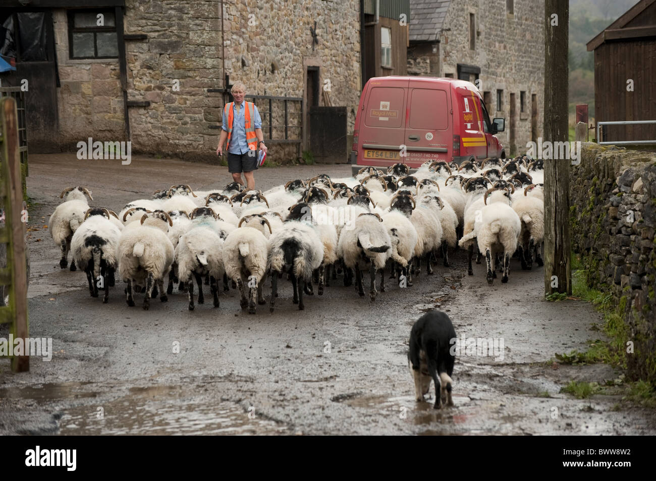 Domestic Sheep, flock herded through farmyard, Royal Mail van and ...