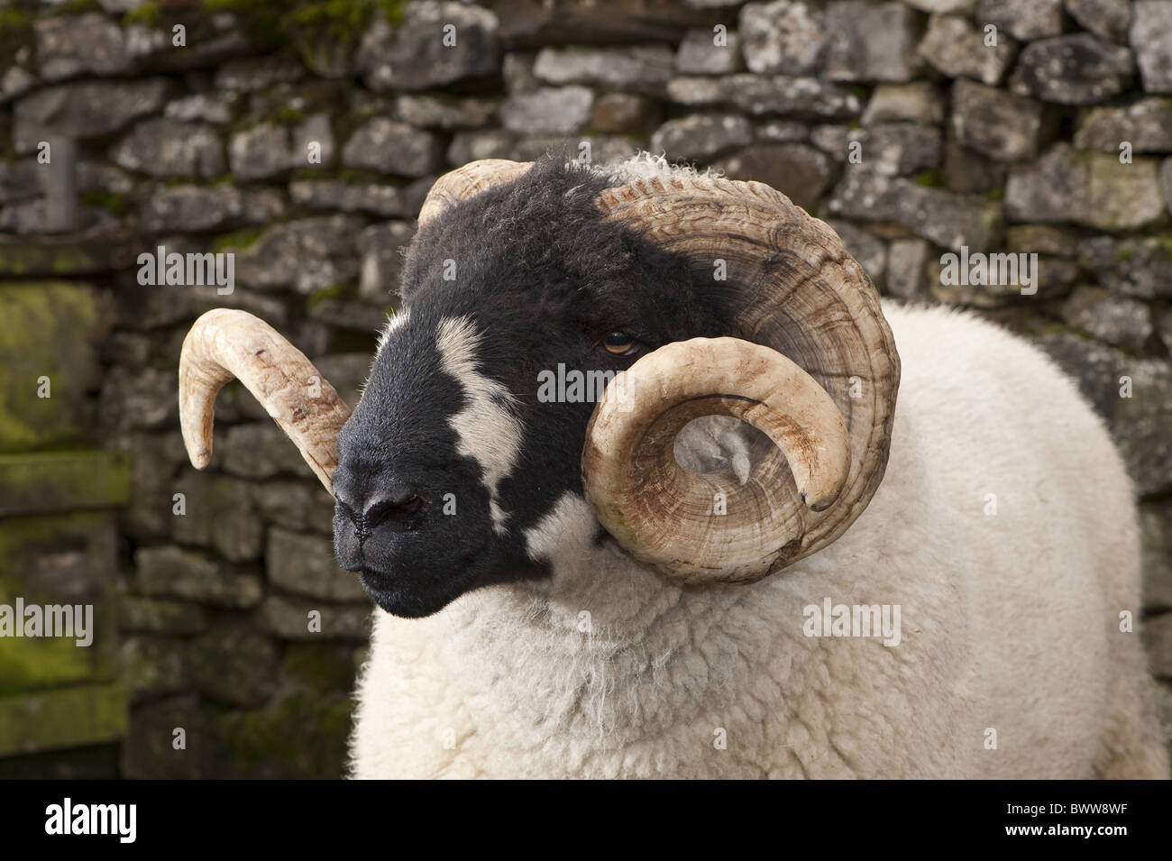 Alpe Autumn Lonk Lonks Whitewell head male ram sheep tup sheep domestic ...