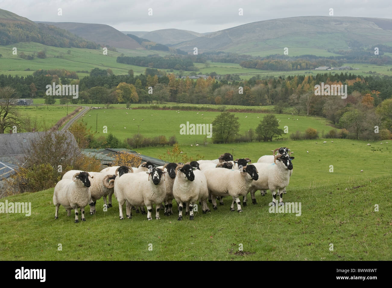 Lonks sheep hi-res stock photography and images - Alamy