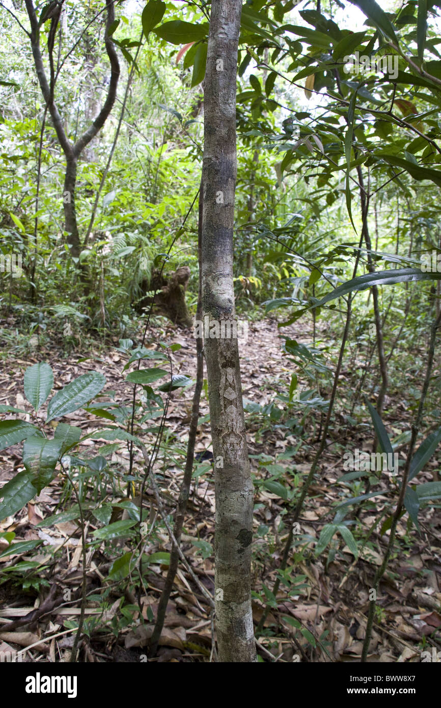 Rarer species hi-res stock photography and images - Alamy