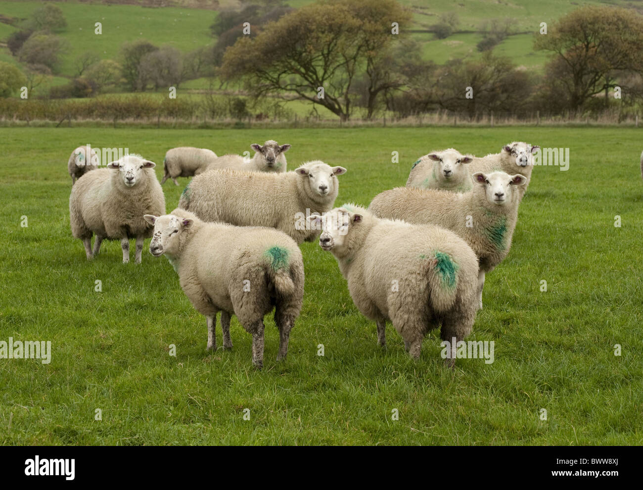Domestic Sheep, Texel cross Lonk ewe lambs, for breeding back to Texel ...