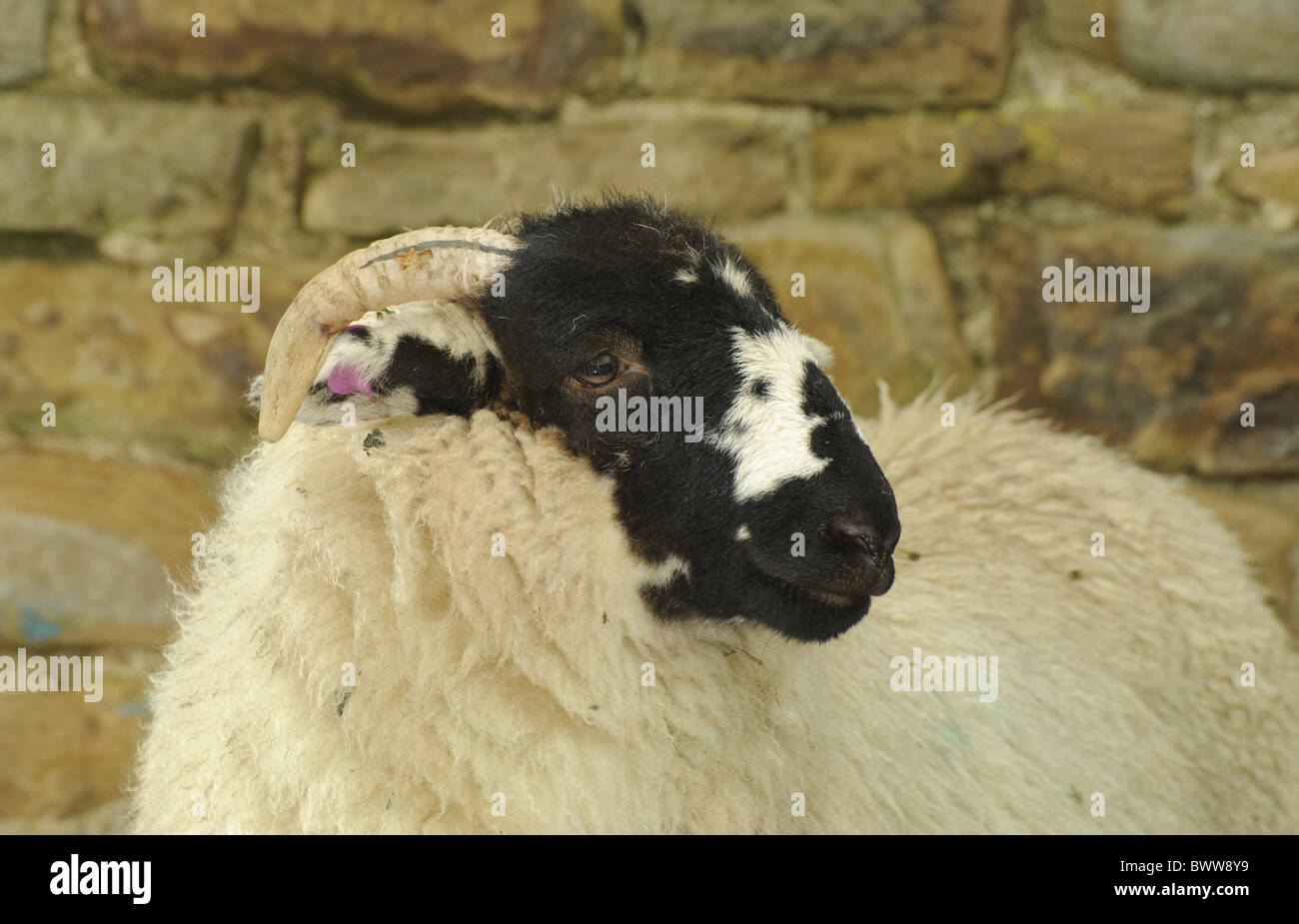 Lonks sheep hi-res stock photography and images - Alamy