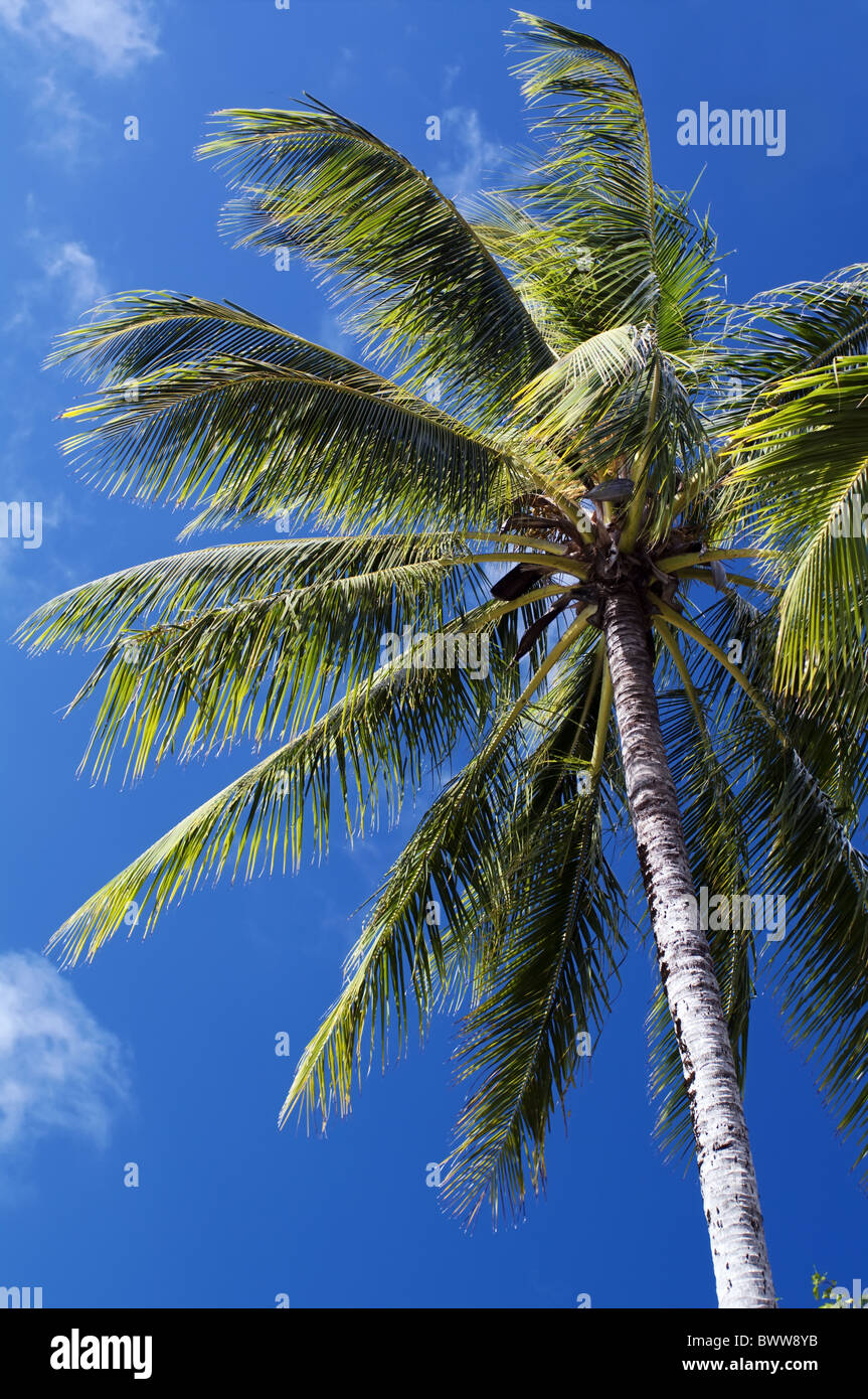 Palmwedel schatten hi-res stock photography and images - Alamy