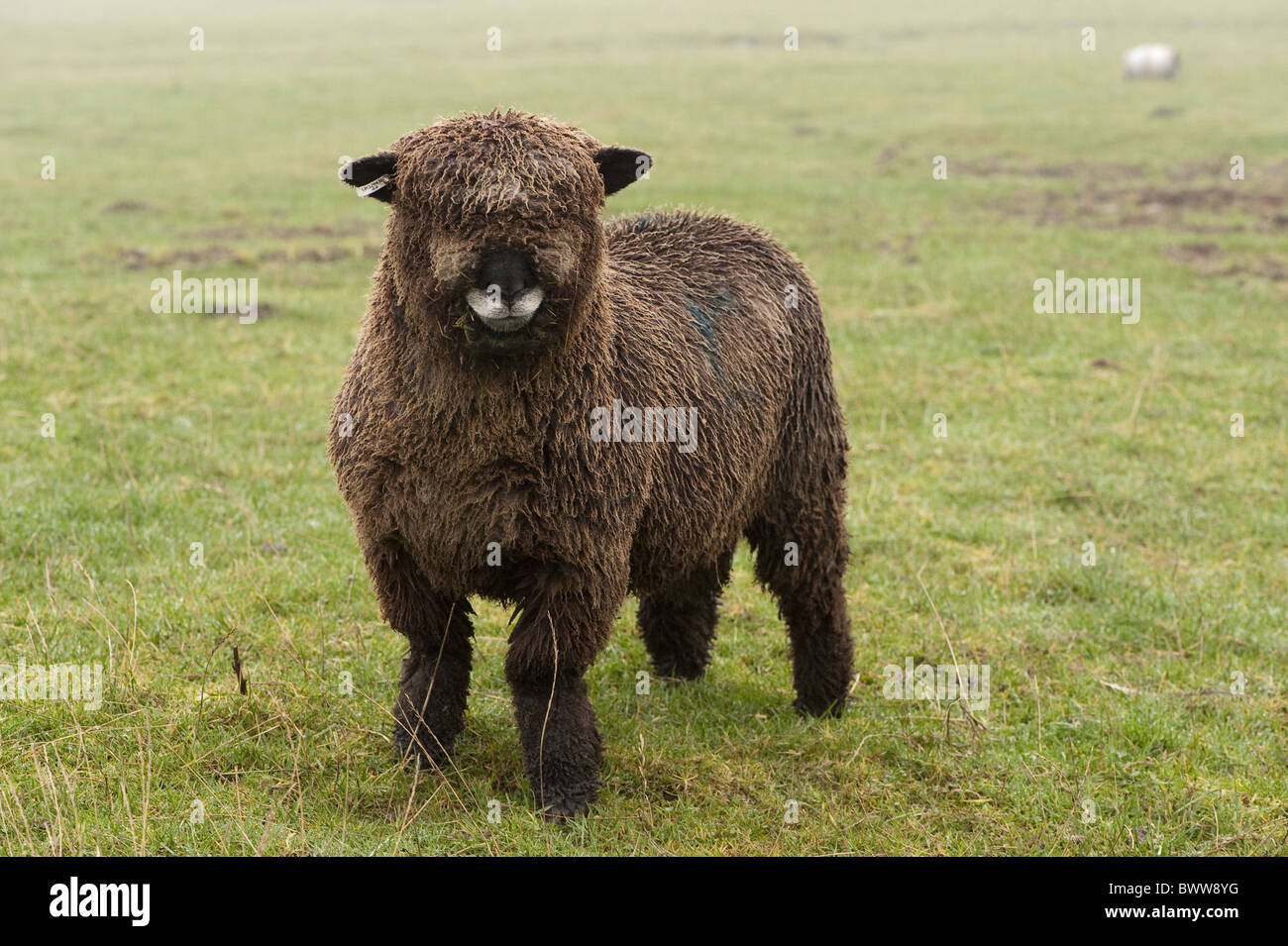 Red deer Ryeland cat deer ewe sheep sheep domestic farm farms farming ...
