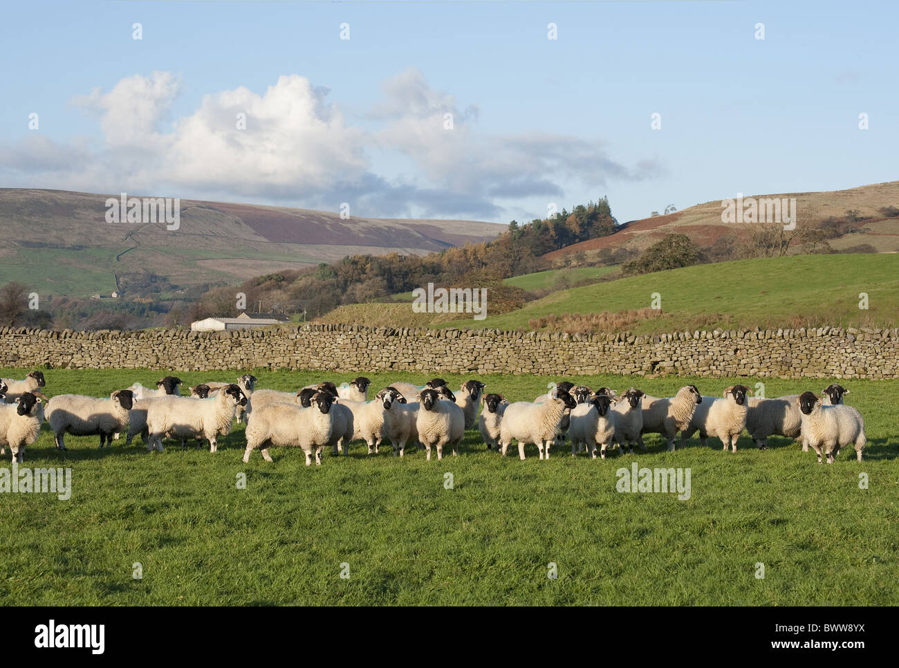 Lonk Spence Whitewell ewes rams sheep sheep domestic farm farms farming ...