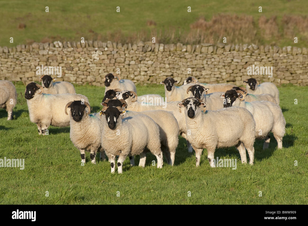 Lonk sheep hi-res stock photography and images - Alamy