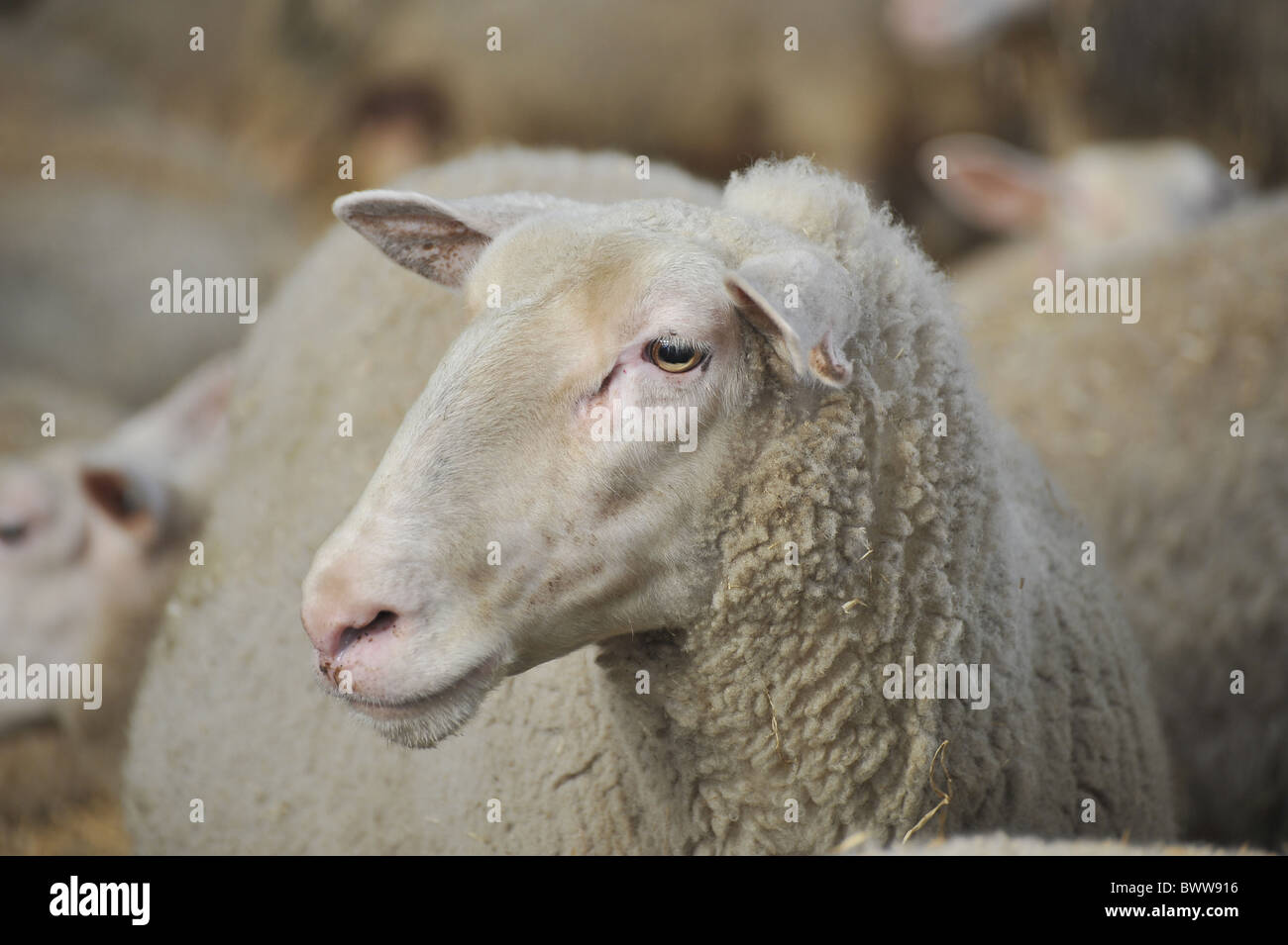 Friesland dairy milk milk sheep sheep milk sheep domestic farm farms ...