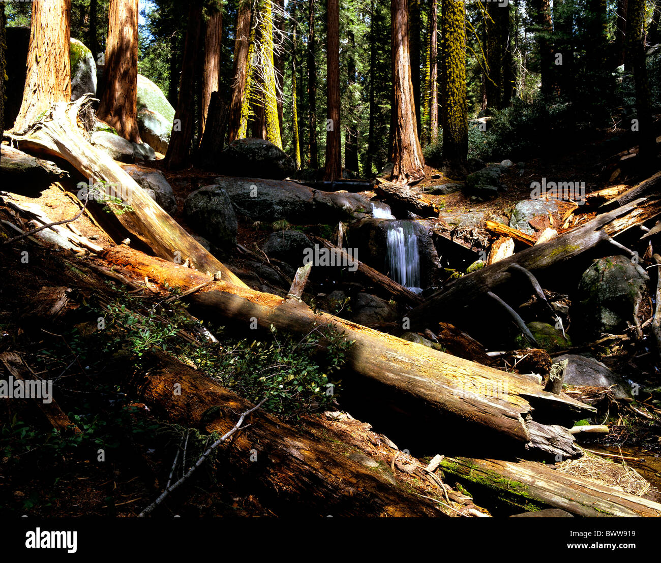 fallen trees in forest Stock Photo - Alamy