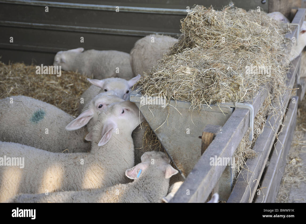 Friesland dairy feeding hay lambs milk milk sheep minerals sheep sheep ...