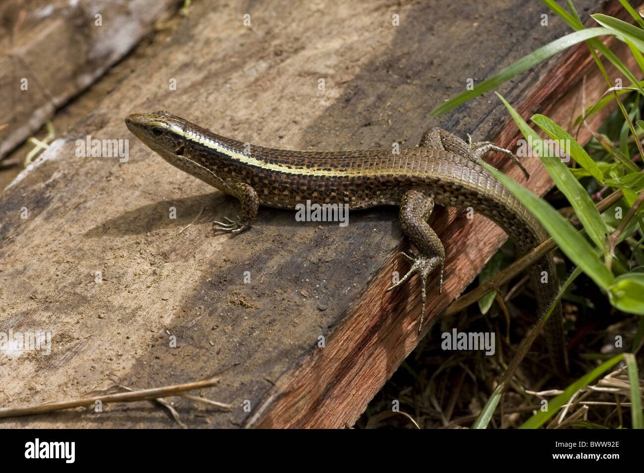 Madagascar plated lizard zonosaurus madagascariensis hi-res stock ...