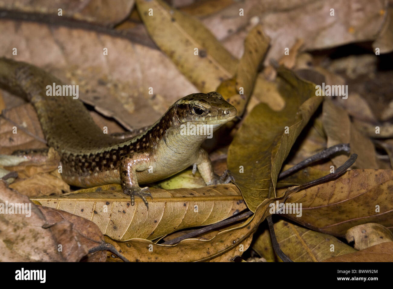 Madagascar Plated Lizard Zonosaurus Madagascariensis High Resolution ...