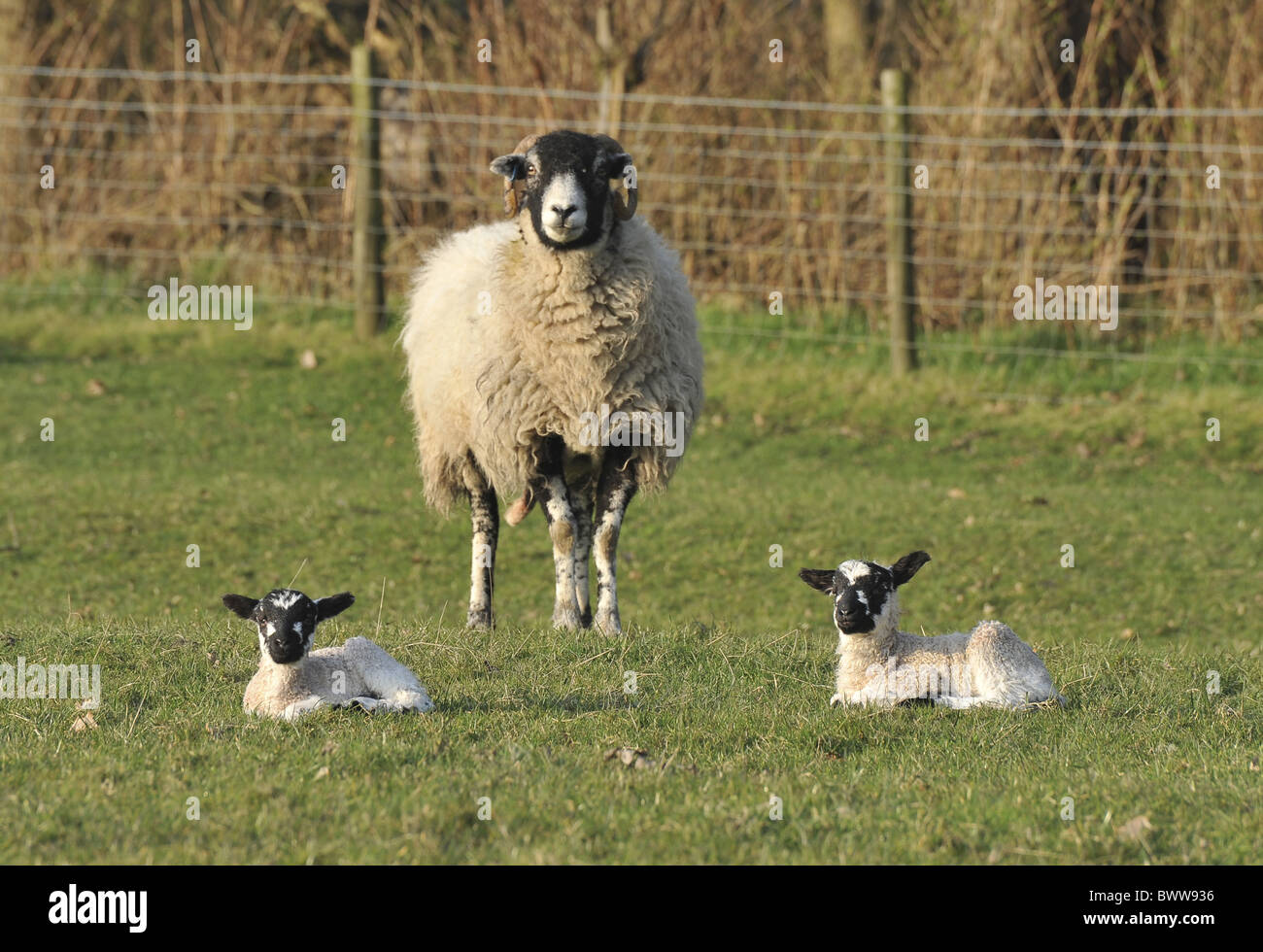 North Sheep Stott sheep sheep domestic farm farms farming hoofed mammal ...