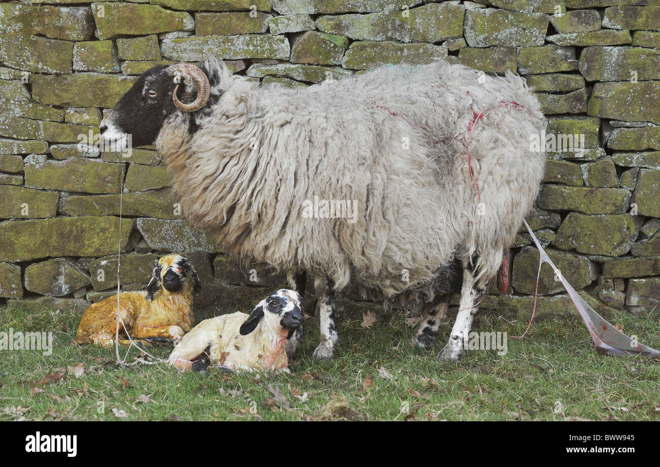 North Sheep Stott sheep sheep domestic farm farms farming hoofed mammal ...