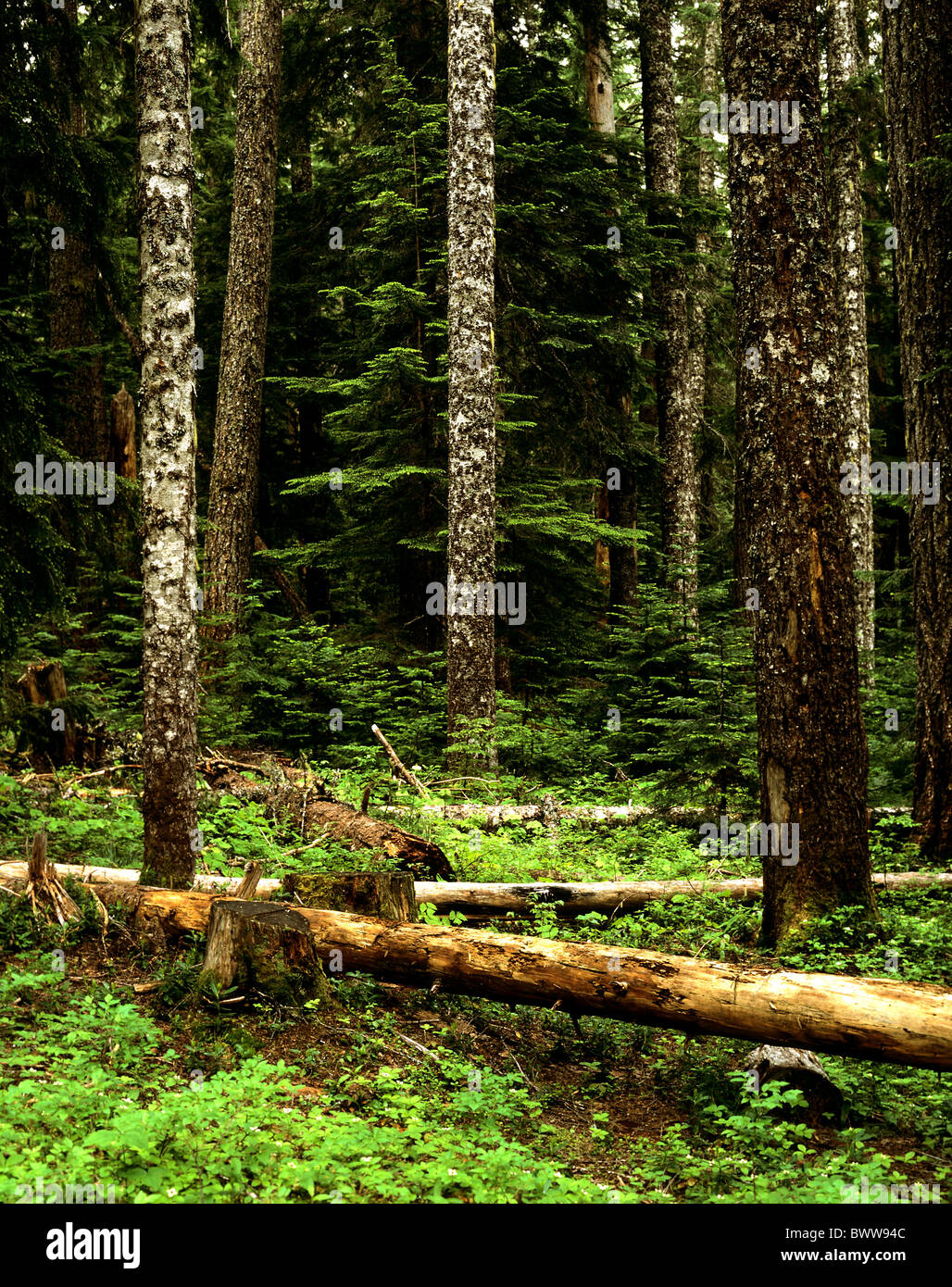 fallen log in forest Stock Photo - Alamy