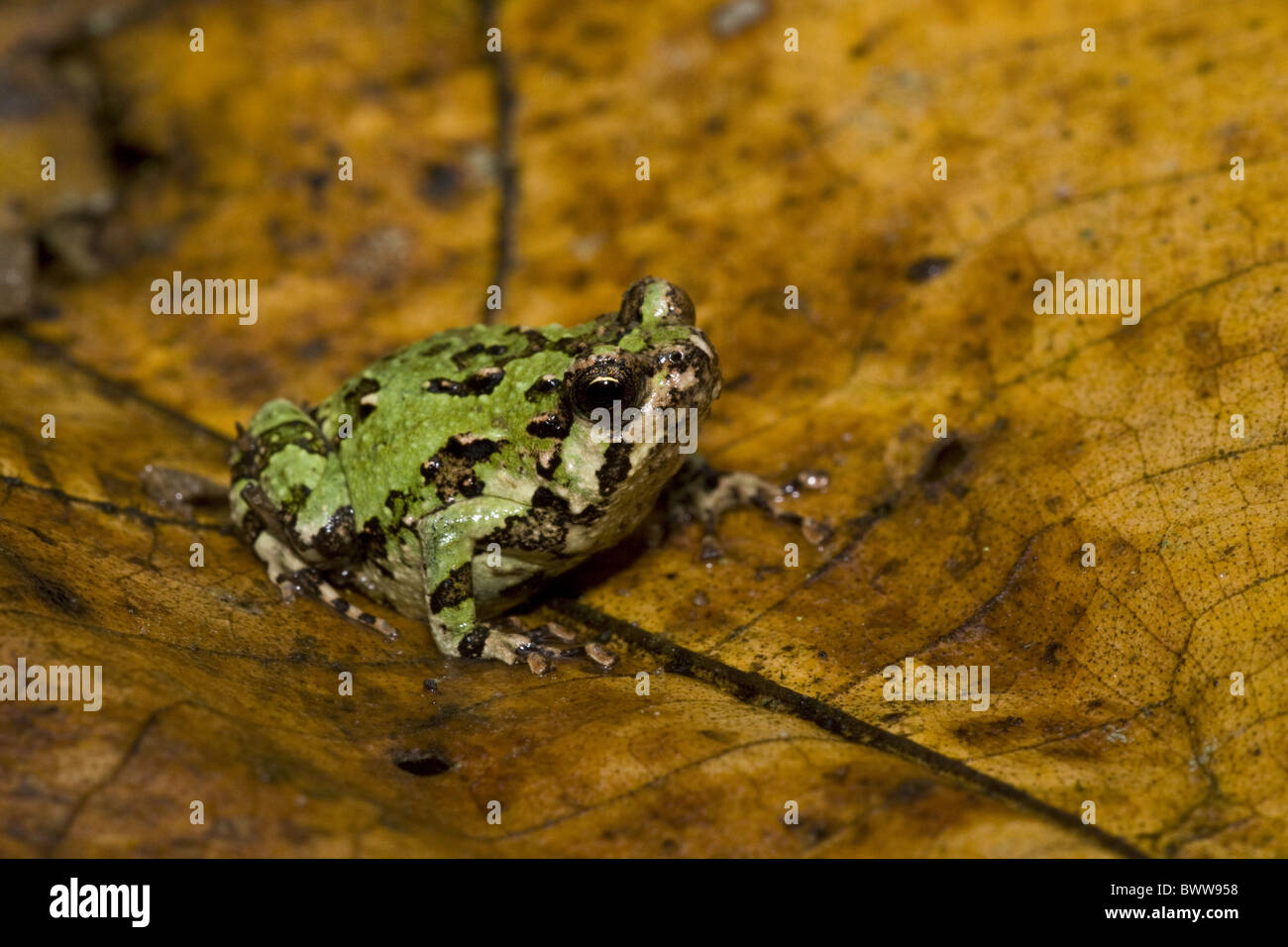 A nocturnal Malagasy frog,Marbled Burrowing Frog Stock Photo - Alamy