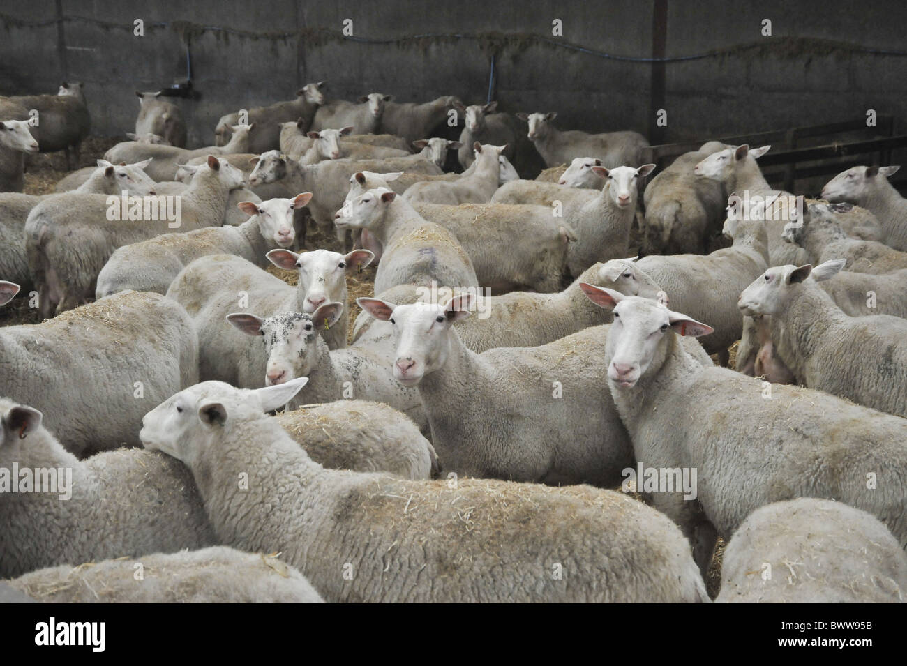 North Sheep Stott sheep sheep domestic farm farms farming hoofed mammal ...