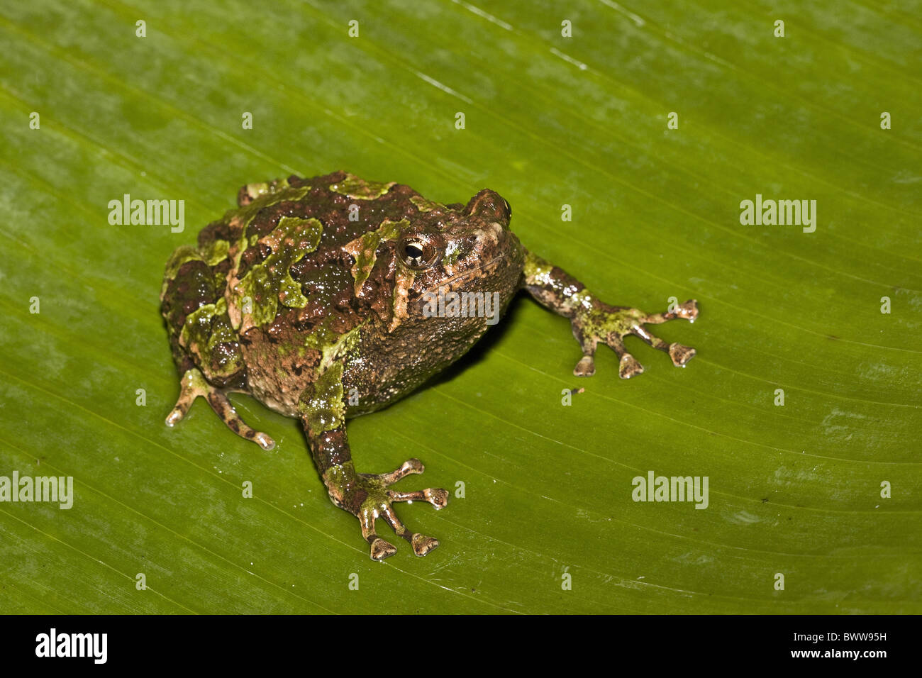 Marbled Burrowing Frog Scaphiophryne marmorata Stock Photo - Alamy
