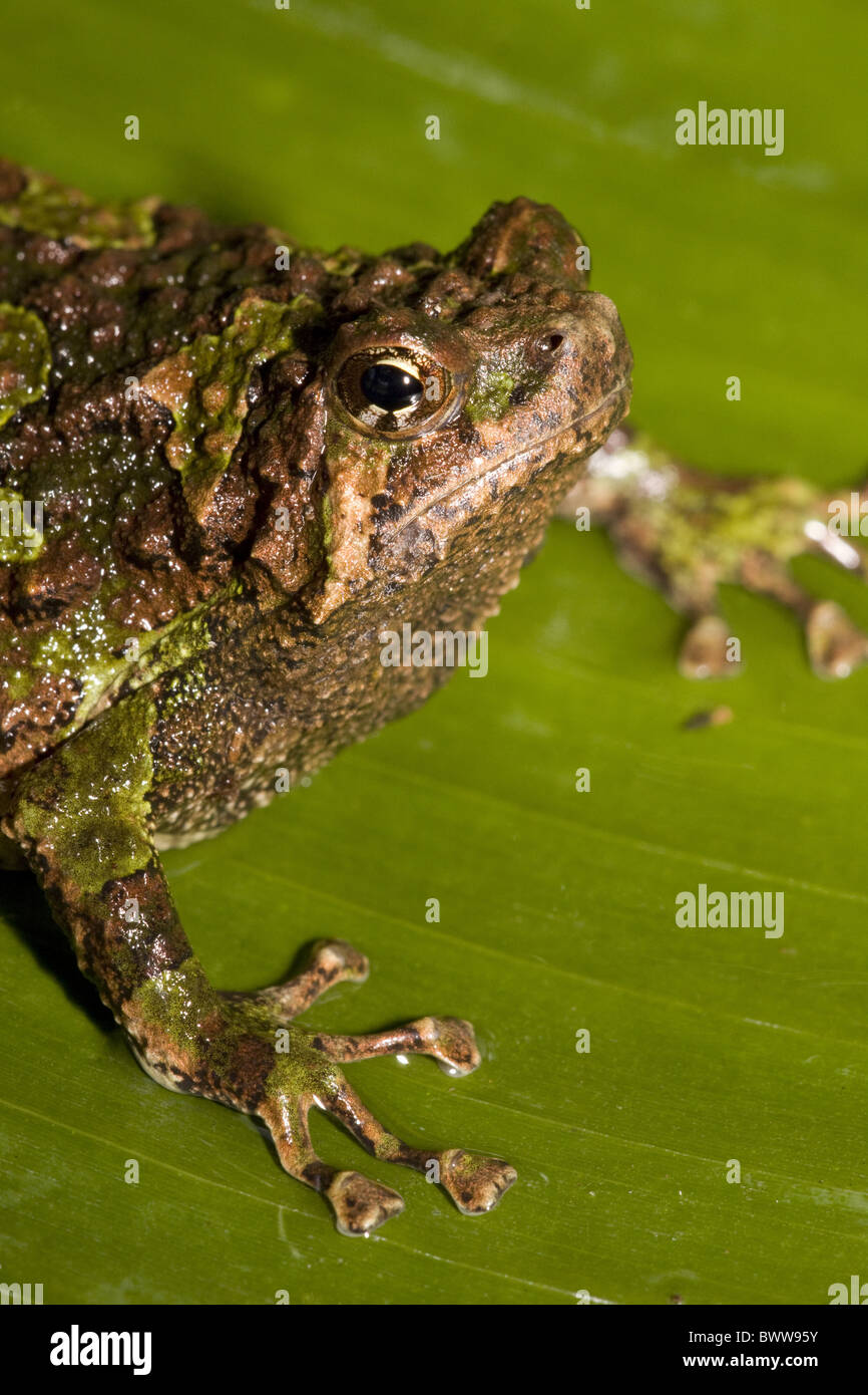 Marbled Burrowing Frog Scaphiophryne marmorata Stock Photo - Alamy