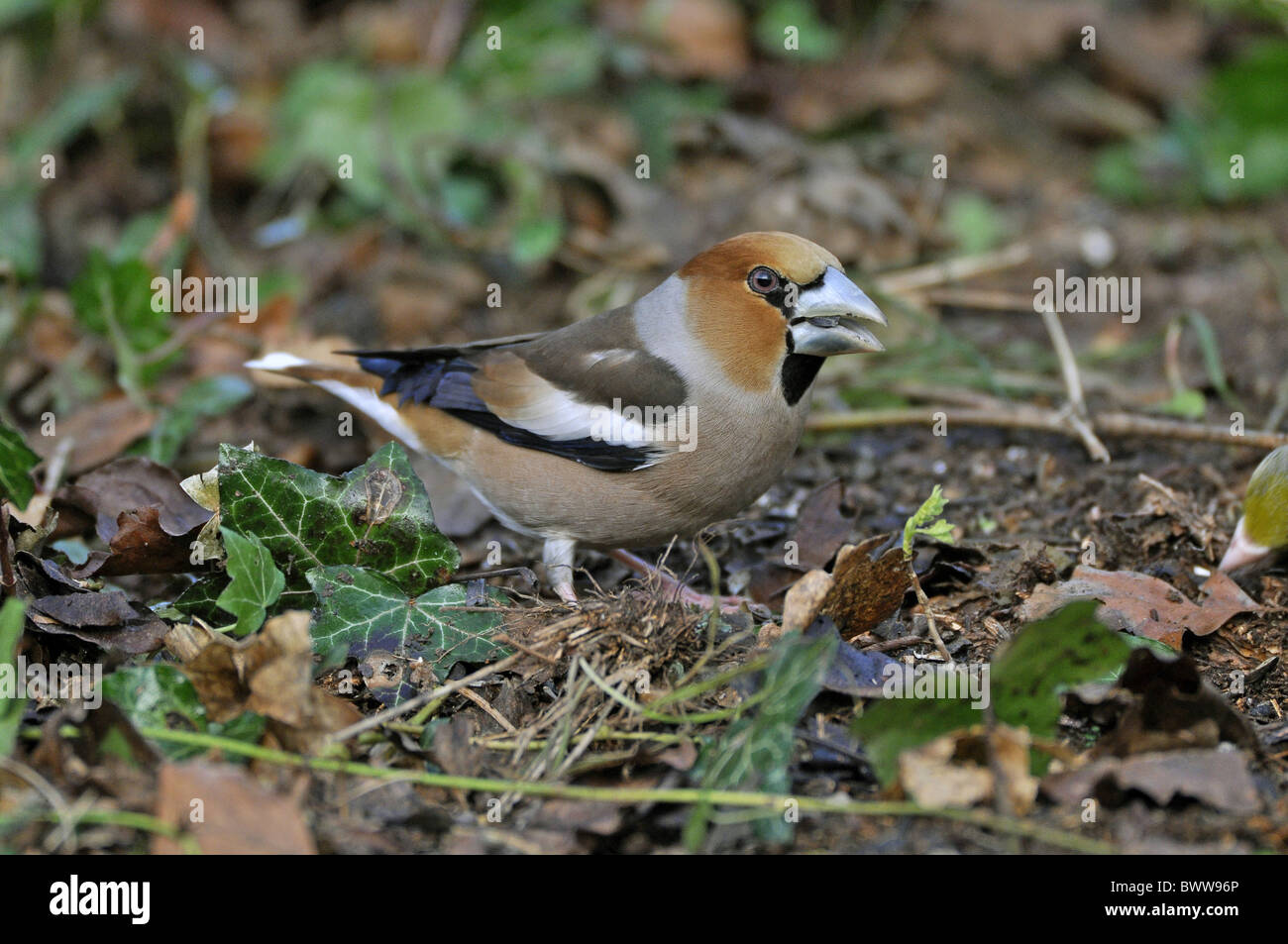 Hawfinch (Coccothraustes coccothraustes) adult male, feeding on seeds ...