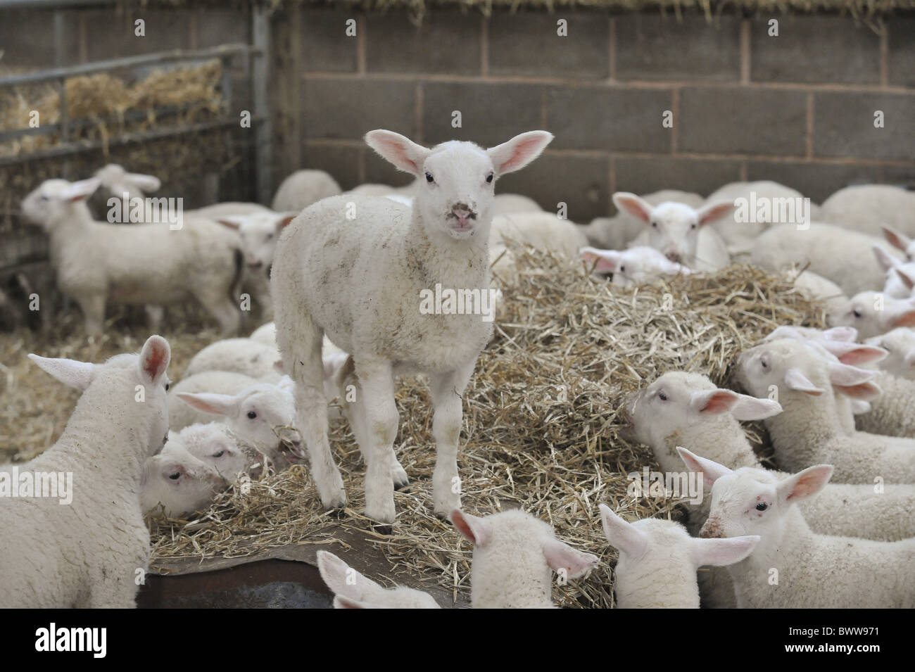 North Sheep Stott sheep sheep domestic farm farms farming hoofed mammal ...