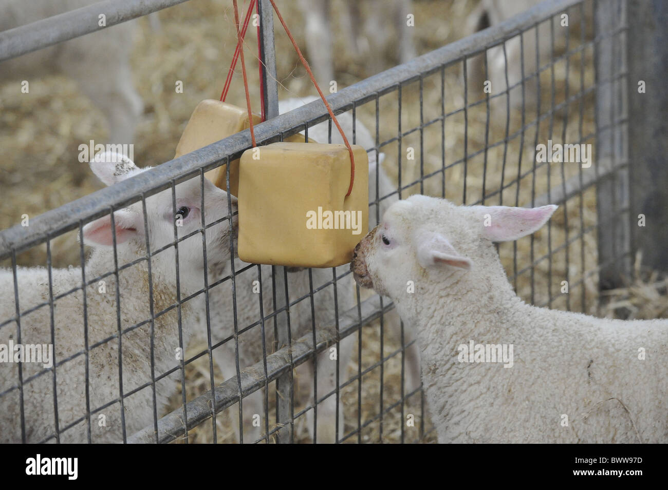 North Sheep Stott sheep sheep domestic farm farms farming hoofed mammal ...