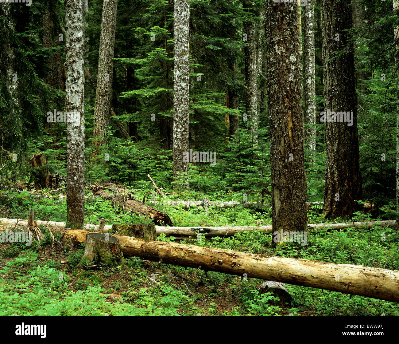 fallen log in forest Stock Photo - Alamy