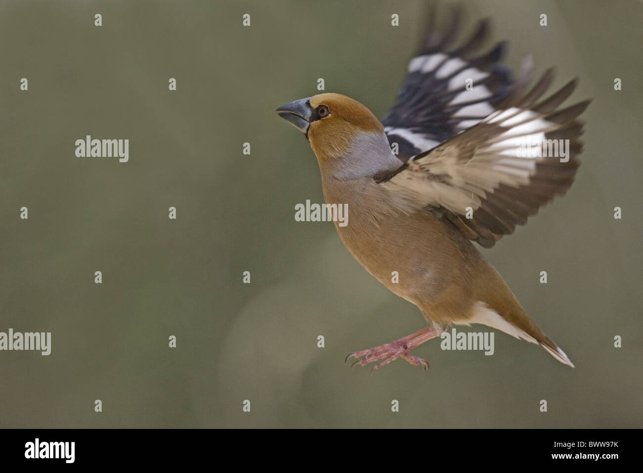 Hawfinches in flight hi-res stock photography and images - Alamy