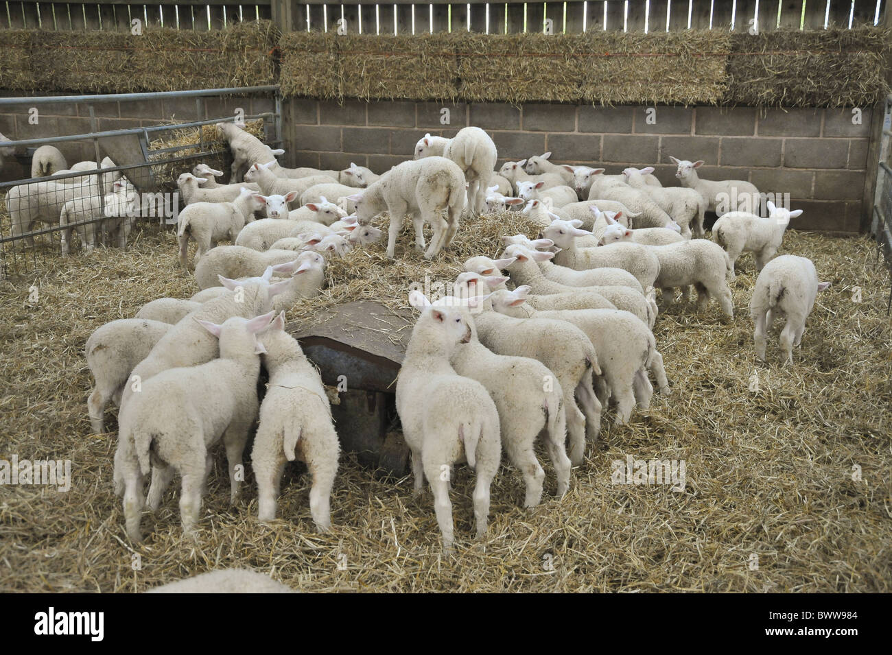 North Sheep Stott sheep sheep domestic farm farms farming hoofed mammal ...