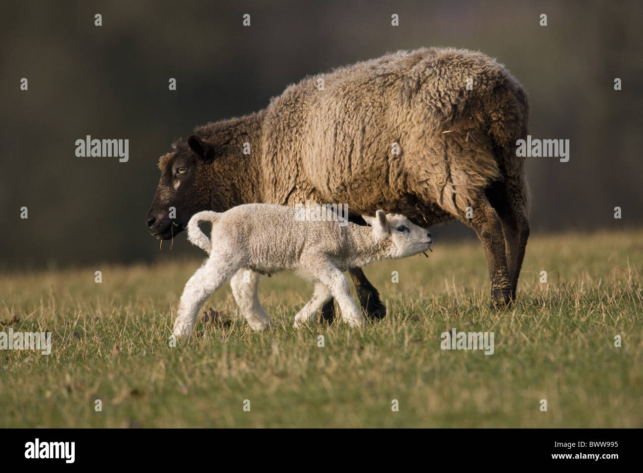 sheep domestic farm farms farming hoofed mammal mammals animal animals ...