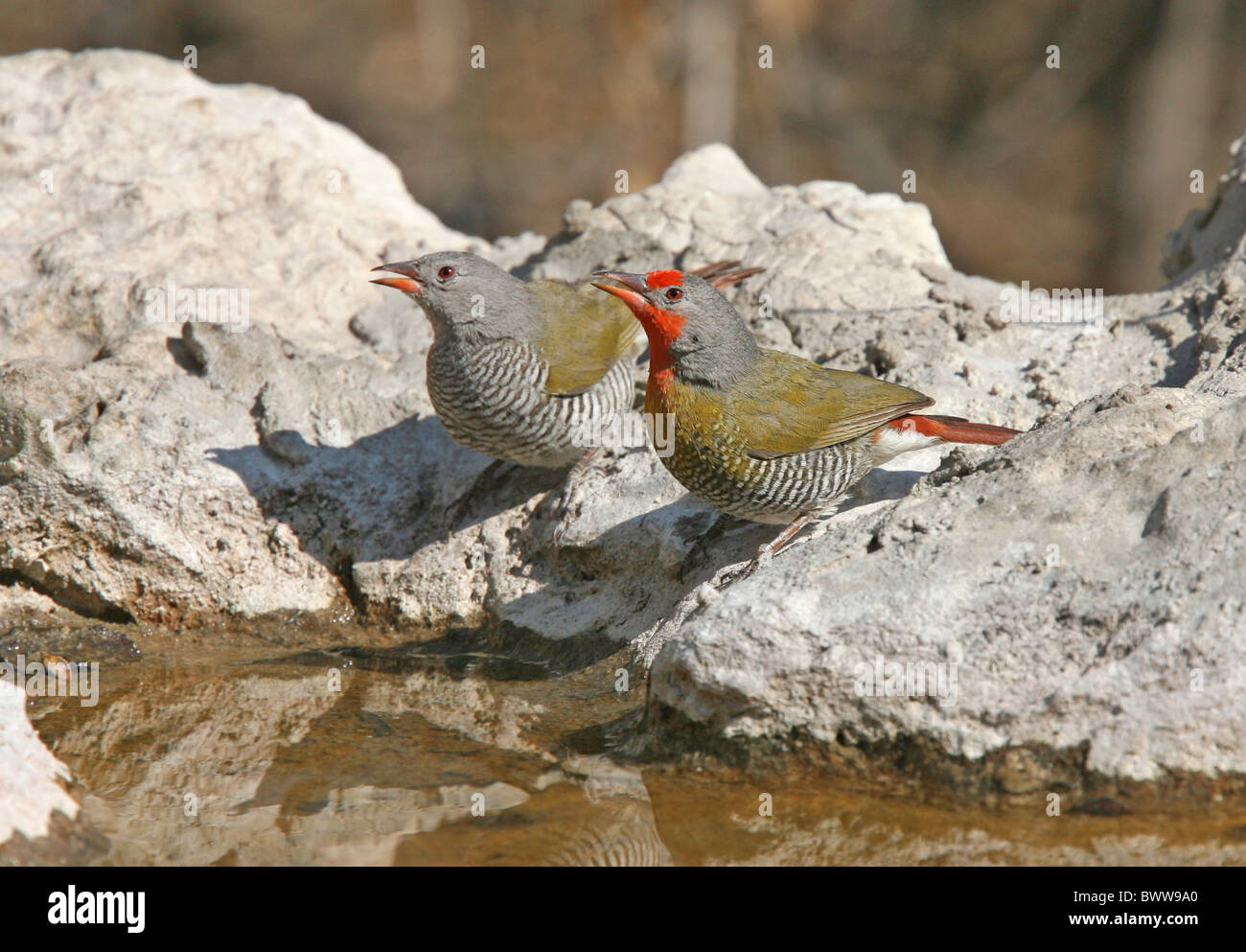 Pytila melba hi-res stock photography and images - Alamy