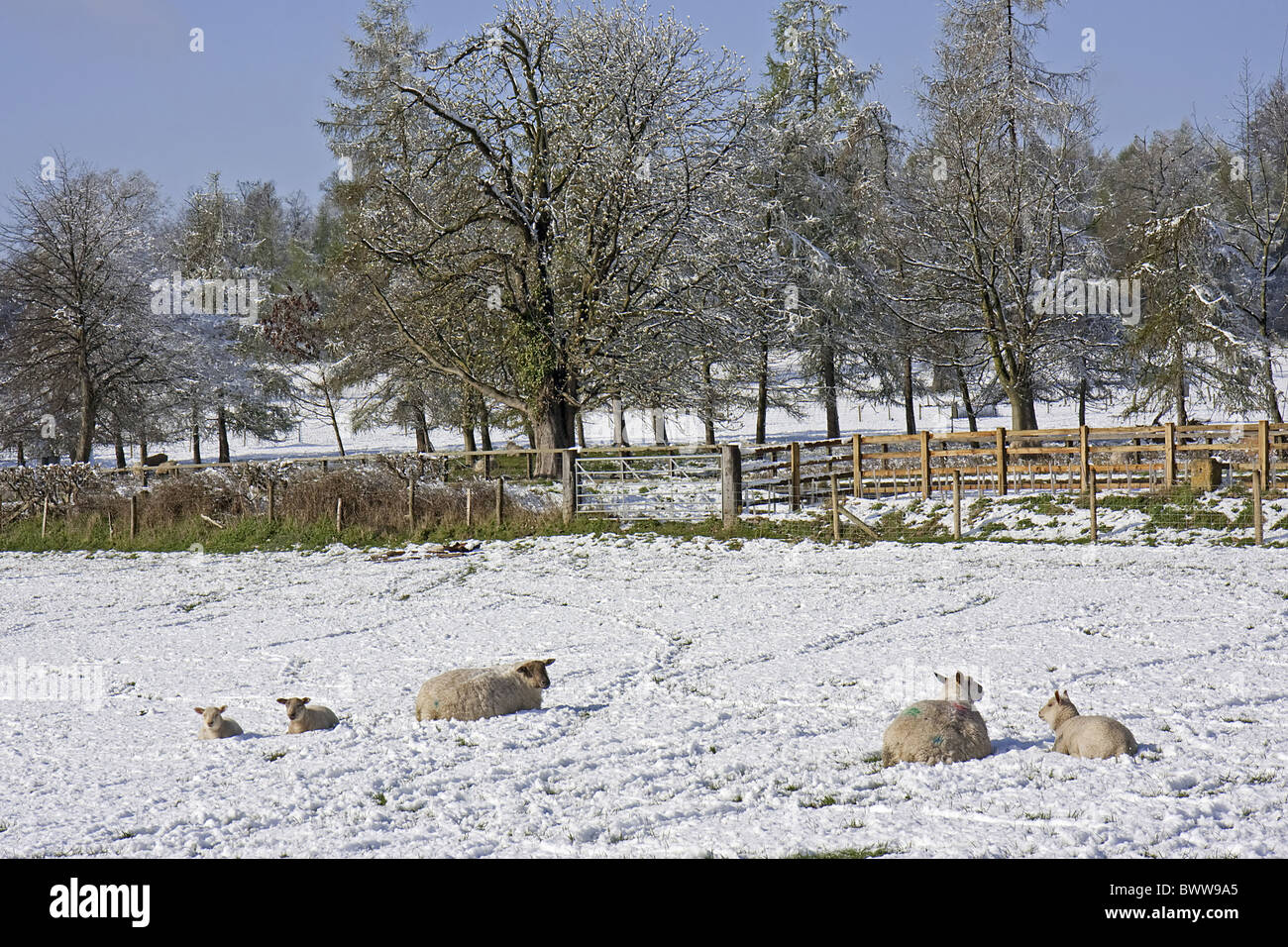 snow snowfall sheep lambs freezing fields winter Warwickshire animals ...