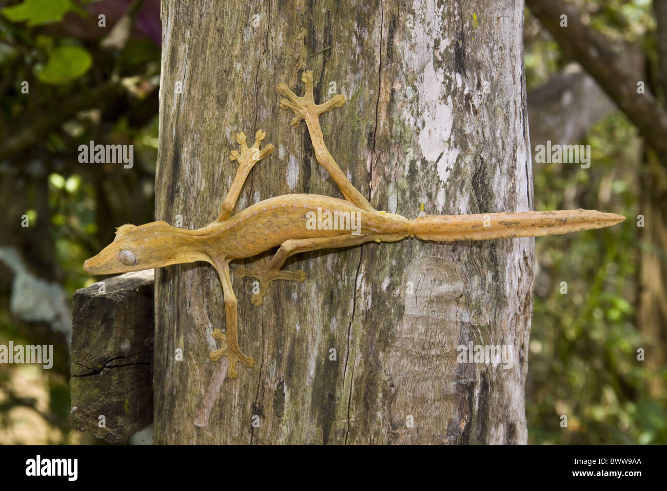 lined leaf-tail Gecko - Madagascar Stock Photo - Alamy